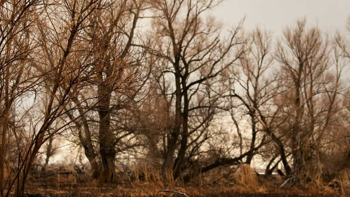 What caused the Great Dying 252 million years ago? We may finally know ...