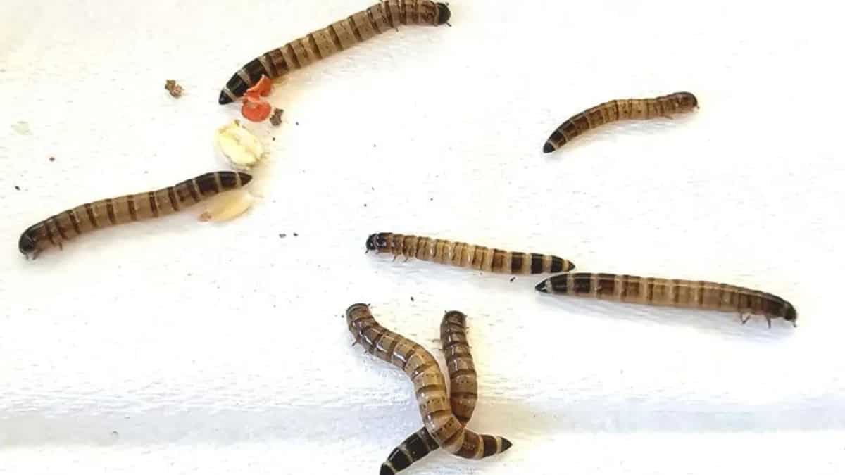 What is mysteriously killing superworms across the US? Scientists ...