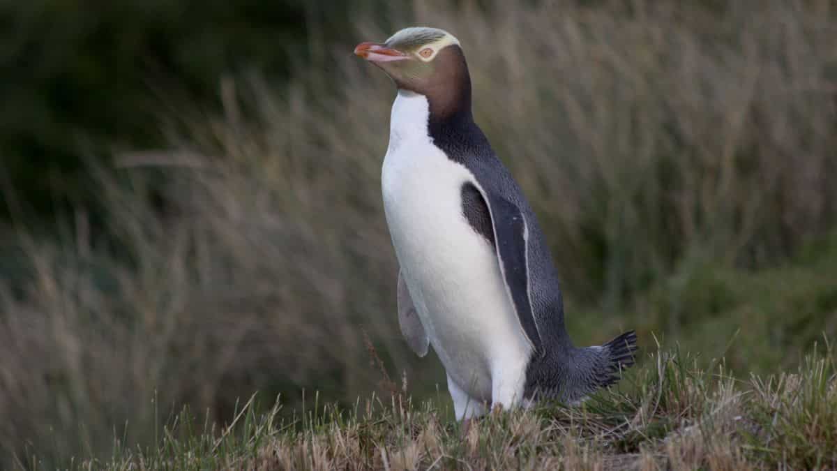 Shy, smelly 'noise shouter' penguin named New Zealand's Bird of the ...