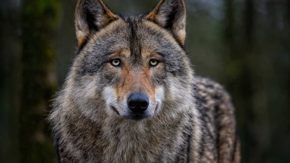 Shocking! British school allows a child to identify himself as a wolf ...
