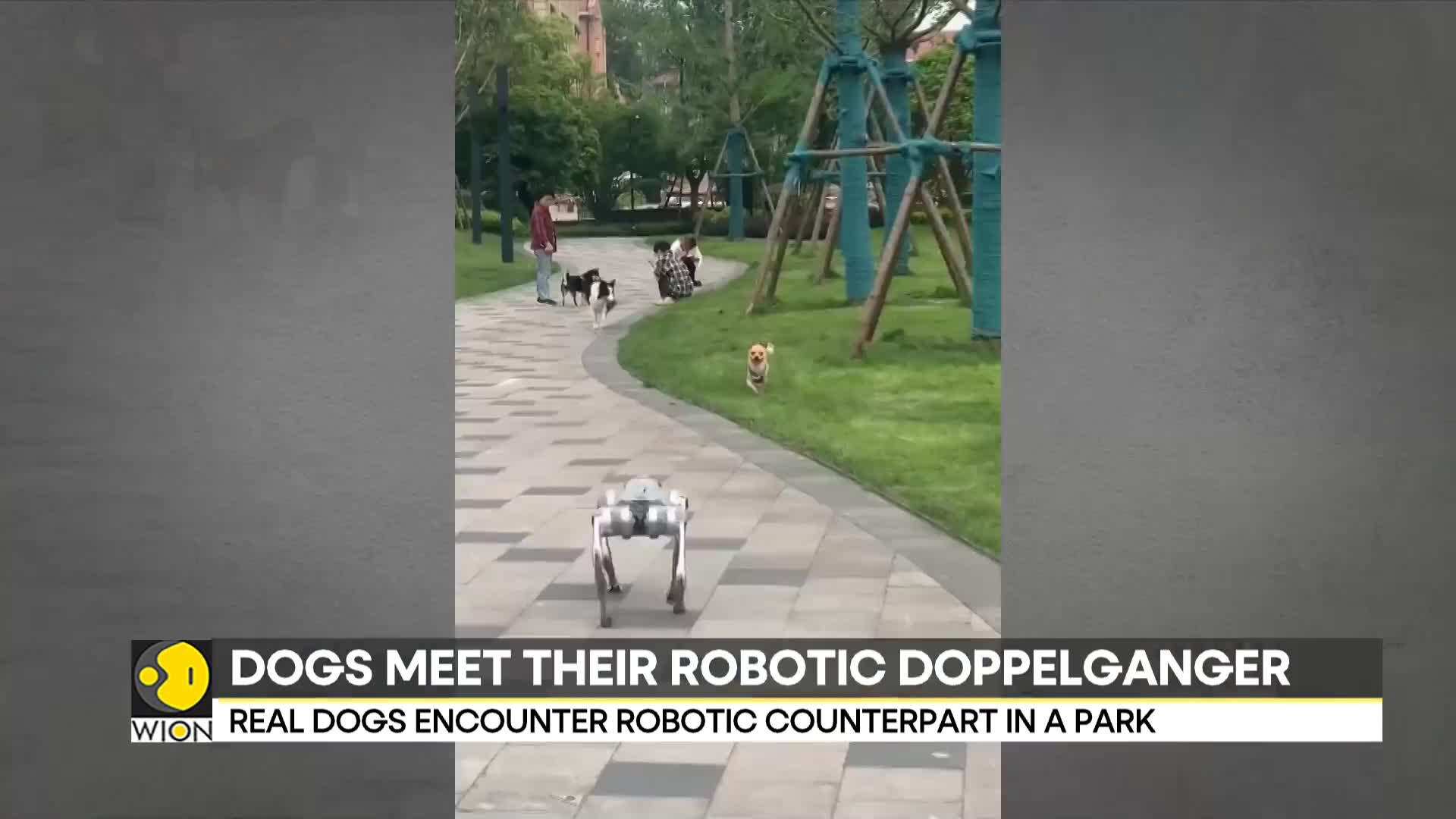 Viral Robot Dog Video Sparks Reactions as Real Dogs Encounter Their ...