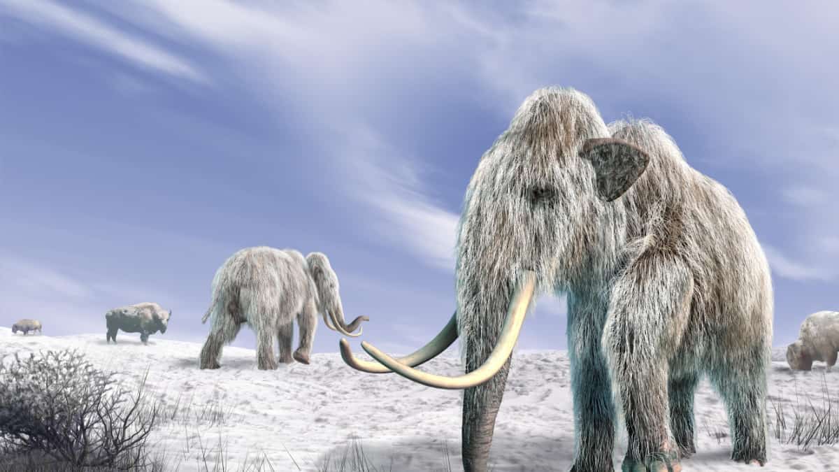 Did woolly mammoth go extinct because of a blocked nose? Study says ...