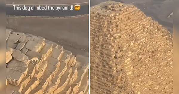 Dog mysteriously climbs to top of 455ft Great Pyramid of Giza, gets ...