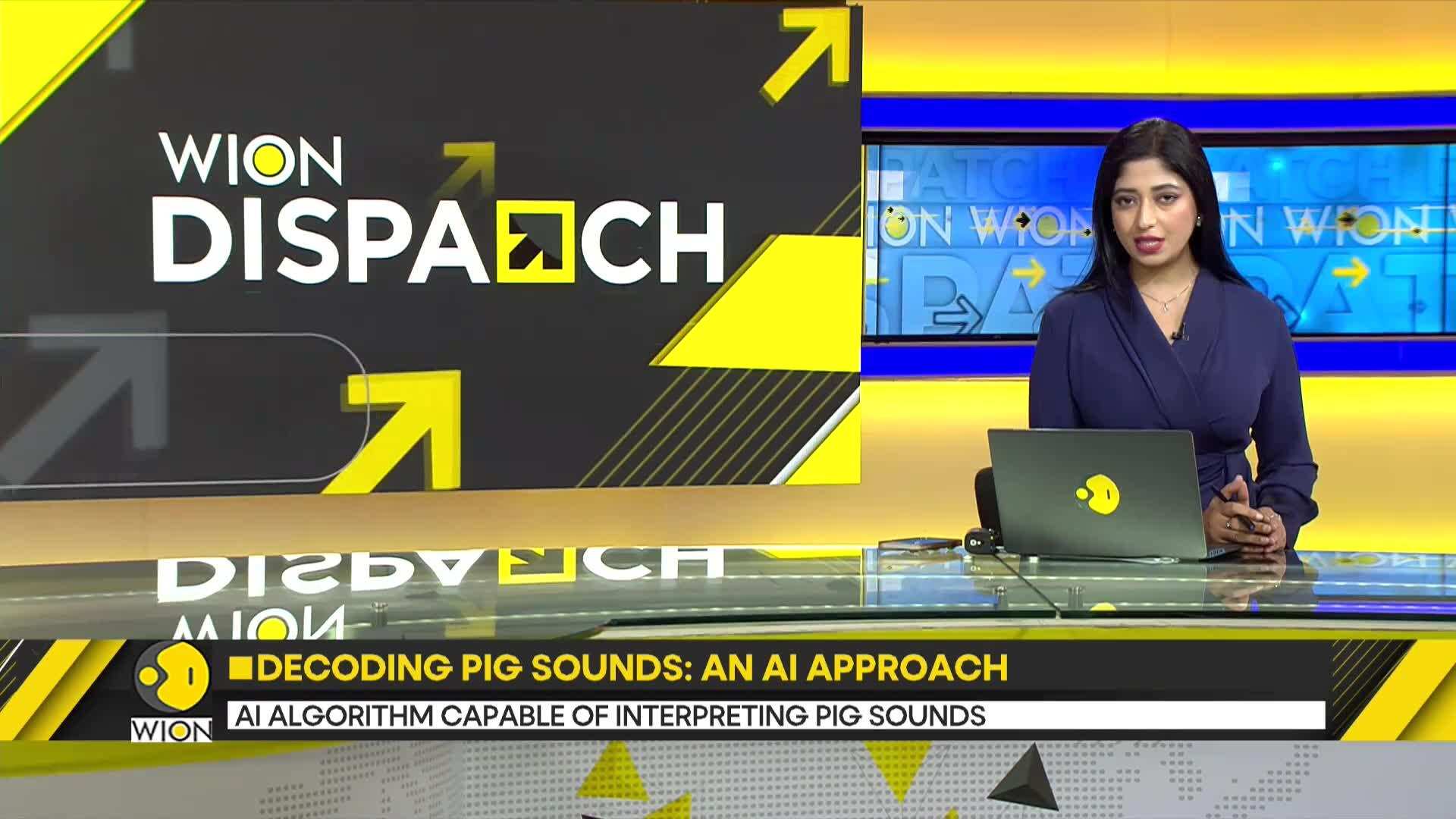 AI Algorithm Capable Of Interpreting Pig Sounds - WION Dispatch News
