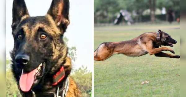 Indian Army's dog Phantom sacrifices his life while fighting terrorists in Jammu and Kashmir ...