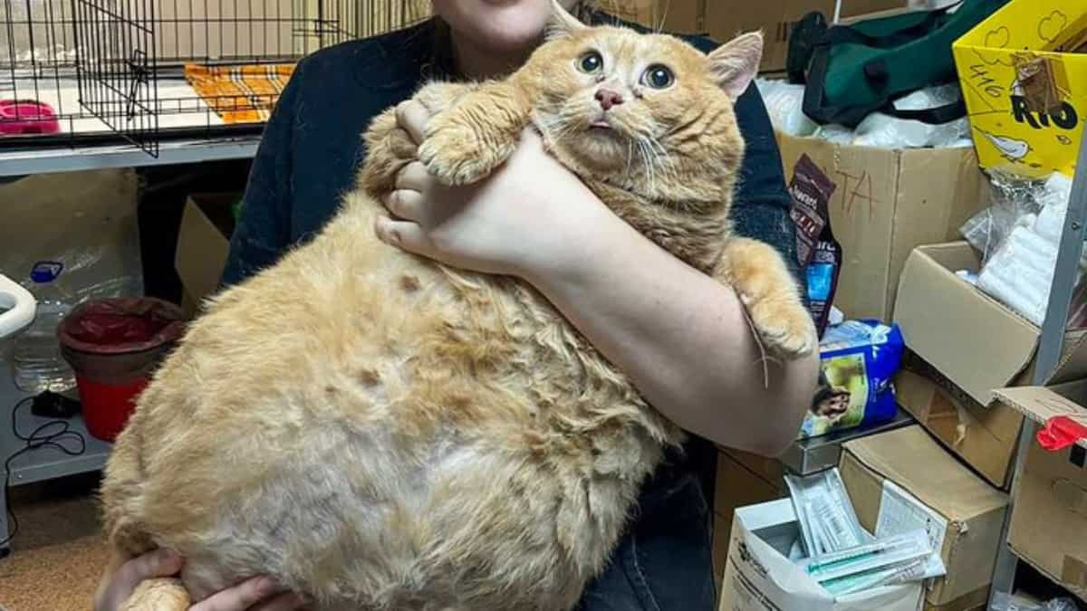World’s fattest cat Crumbs loses his life after joining feline fat camp ...