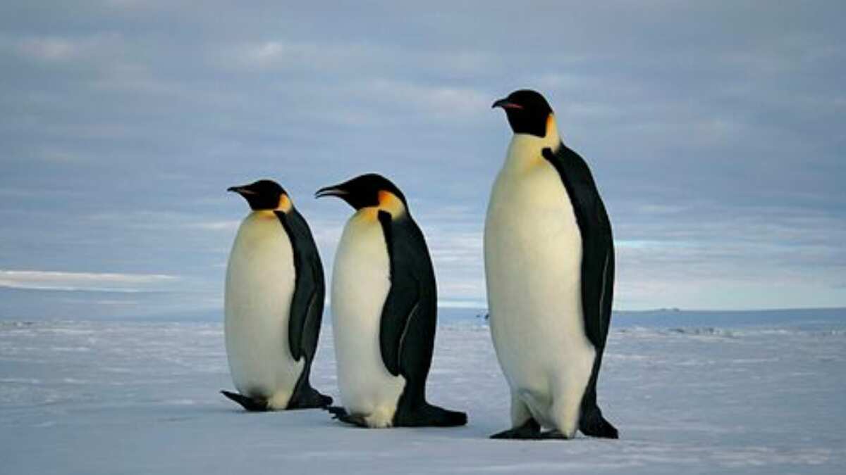 Emperor penguin takes epic trip, swims over 3,500 km from Antarctica to ...