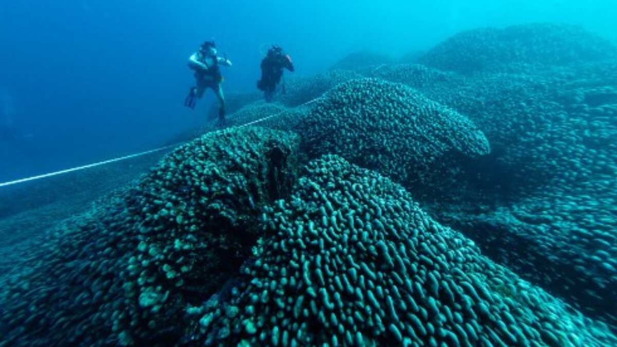 World's largest coral is 16 feet high, 300 years old, but has only just ...