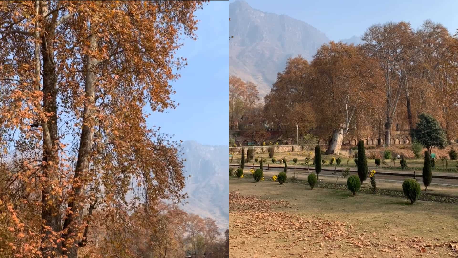 As Chinar trees turn red in autumn, thousands of tourist arrive to ...