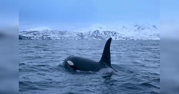 Orcas bring back 80s salmon hat trend in the Pacific, four decades later - World News