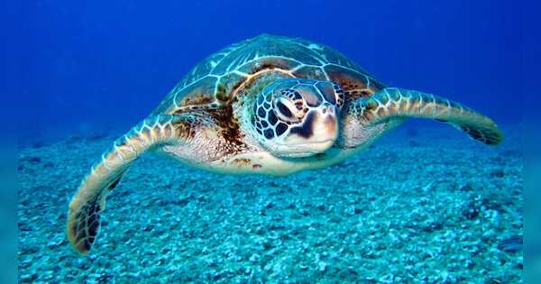 Three dead, dozens hospitalised after eating toxic sea turtle in ...