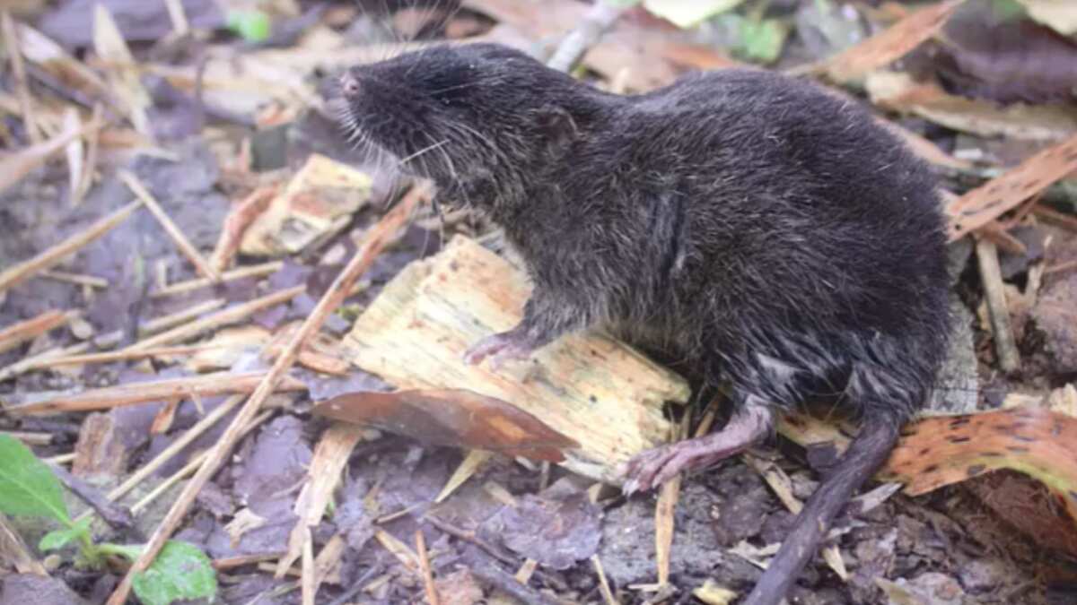 Mouse that can swim, fish with giant swollen nose: 27 strange species ...