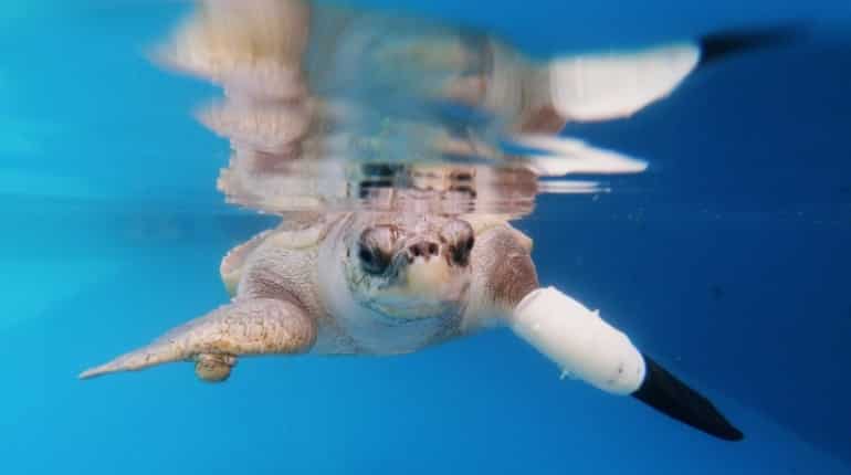 Prosthetic flipper helps Thai turtle swim again - World News