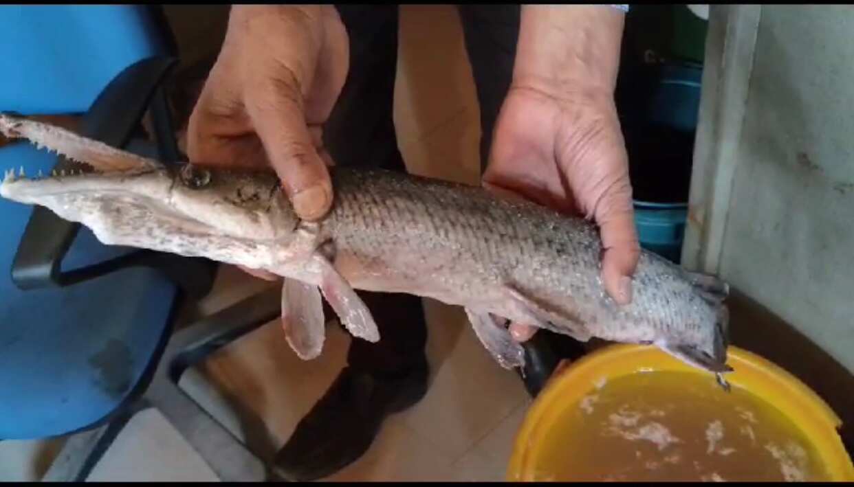India: Rare Alligator Gar Fish found in Dal Lake of Kashmir - India ...