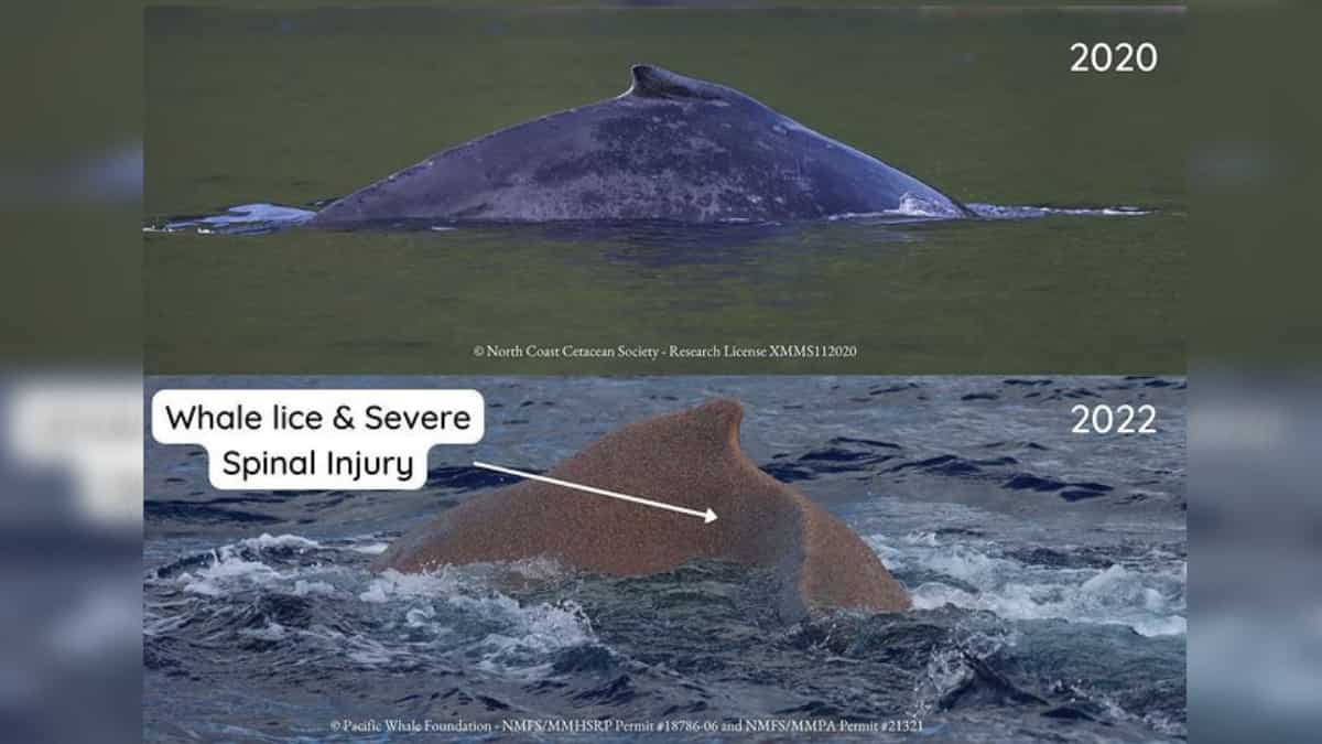'Absolutely amazing...but also breaks your heart': Moon the humpback ...