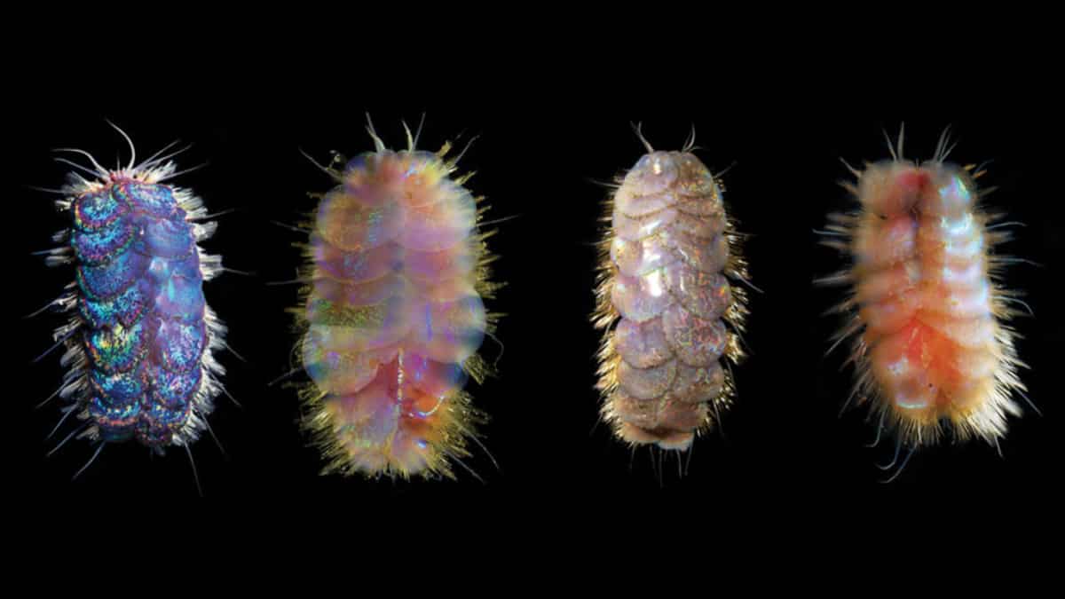 Mysteries of the ocean: Iridescent 'Elvis' worms that shimmer found ...