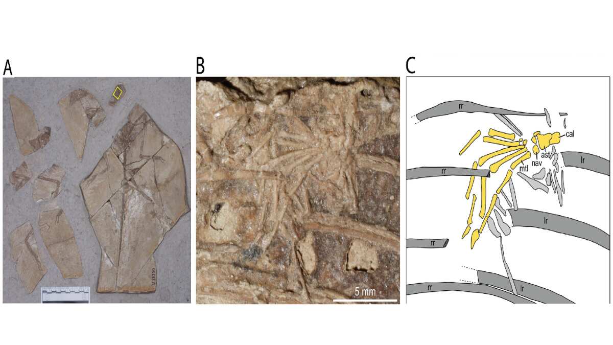 Extremely rare evidence of dinosaurs consuming mammals spotted ...