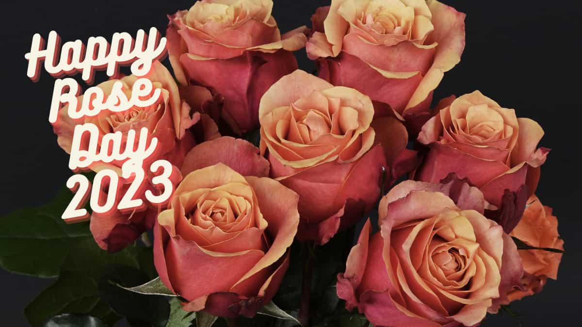 Rose Day 2023: Wishes, Quotes, Messages, WhatsApp, Facebook & Instagram ...