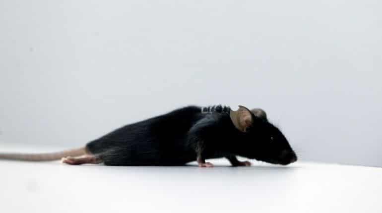 Scientists from Germany made paralysed mice walk again. How did they do ...