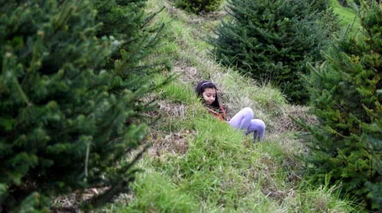 United States loses 39 million trees every year: Study - World News