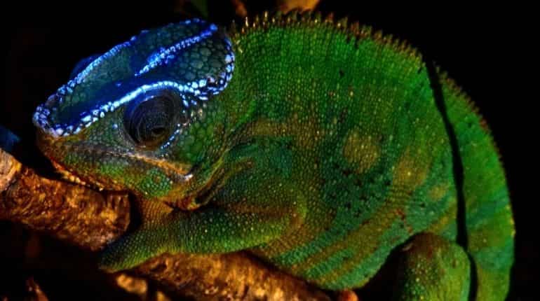 Look at these glowing images of fluorescent reptiles recently ...