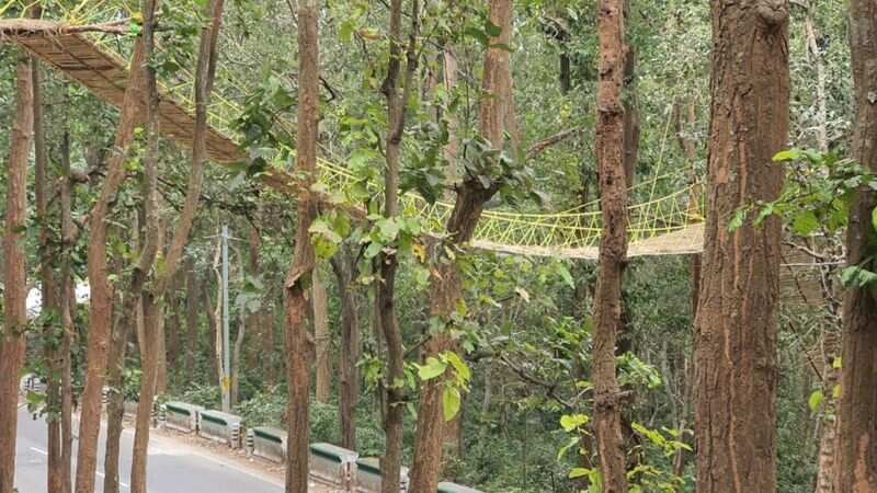 Eco Bridge: Uttarakhand builds bridge to help reptiles cross road ...
