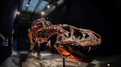 First 'real look' at T-Rex skeleton in Paris museum - World News