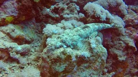 Marine animals thought extinct for 273 million years found in Pacific ...