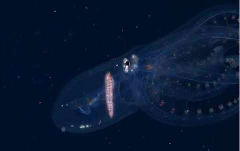 Watch: Glass octopus videotaped by marine scientists in the Pacific ...