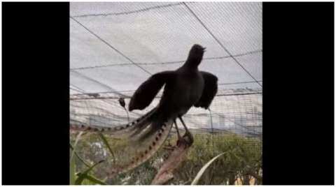 Watch: Bird in Australian zoo perfectly mimics crying baby - World News