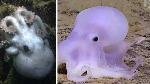 WATCH | Casper, the ghostly octopus discovered in waters off Hawaii is ...