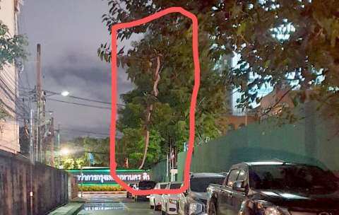 Report: Bangkok citizens report one snake encounter every 15 minutes ...