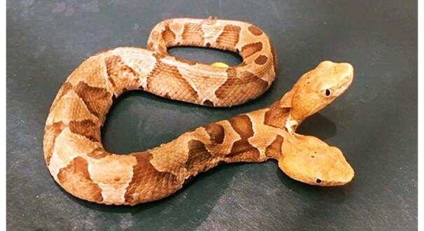 Two-headed snake News - Latest Two-headed snake News, Breaking Two ...