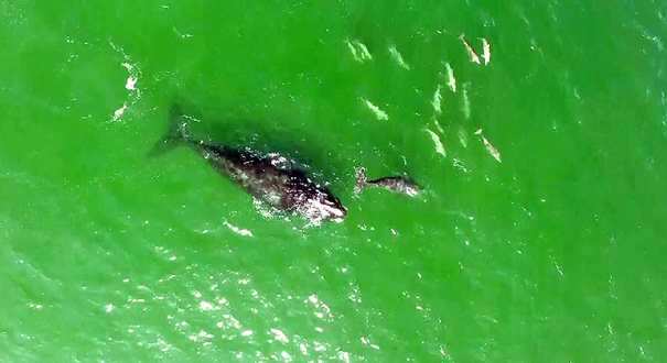 right whale News - Latest right whale News, Breaking right whale News ...