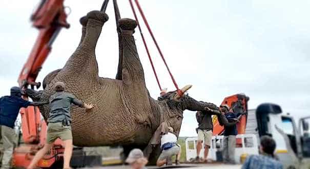 South African elephant News - Latest South African elephant News ...