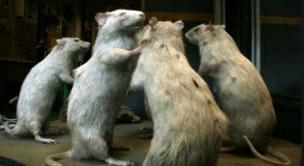 paris rats infestation News - Latest paris rats infestation News ...