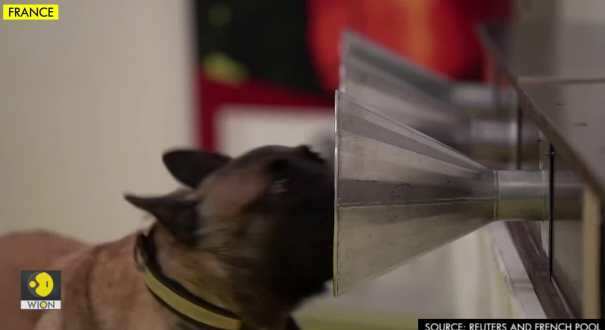 dogs and coronavirus News - Latest dogs and coronavirus News, Breaking ...