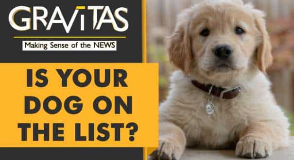 top dogs 2020 News - Latest top dogs 2020 News, Breaking top dogs 2020 ...
