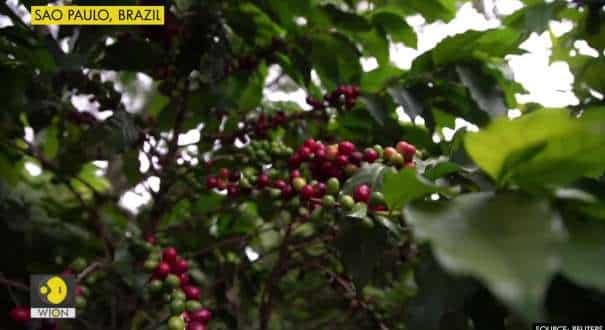 Brazil coffee News - Latest Brazil coffee News, Breaking Brazil coffee ...