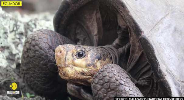 extinct turtle species News - Latest extinct turtle species News ...