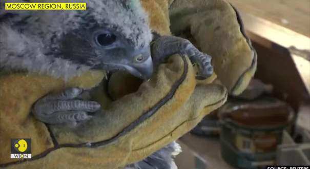 altai saker falcon News - Latest altai saker falcon News, Breaking ...