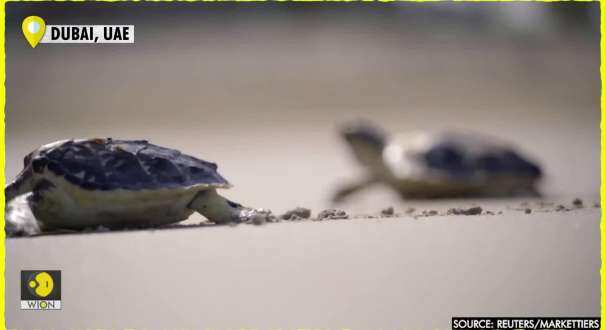 World Sea Turtle Day News - Latest World Sea Turtle Day News, Breaking ...