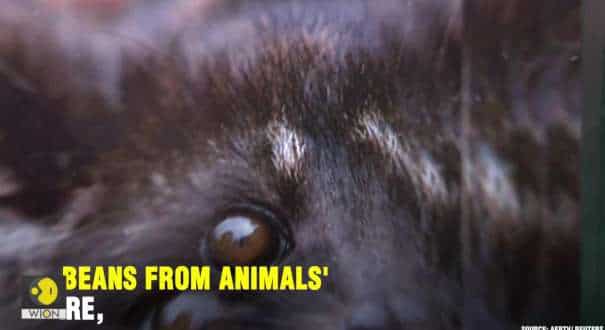 Cat Poop Coffee News - Latest Cat Poop Coffee News, Breaking Cat Poop ...