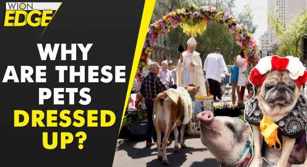blessing animals News - Latest blessing animals News, Breaking blessing ...