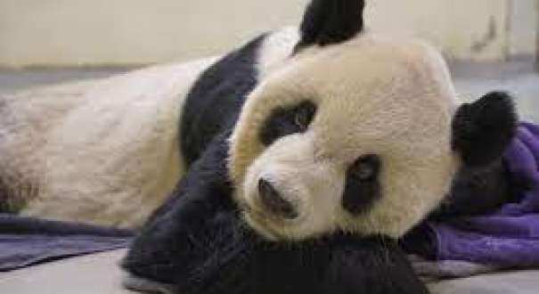 funny pandas News - Latest funny pandas News, Breaking funny pandas ...