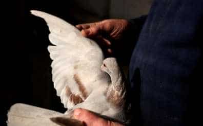 Pigeon News - Latest Pigeon News, Breaking Pigeon News, Pigeon News ...