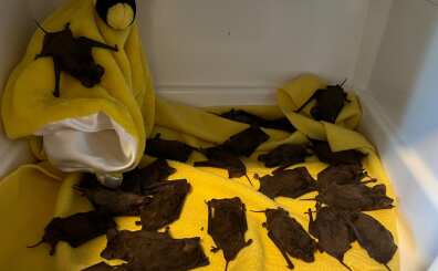 Freezing bats News - Latest Freezing bats News, Breaking Freezing bats ...