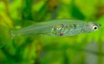 tiny fish News - Latest tiny fish News, Breaking tiny fish News, tiny ...
