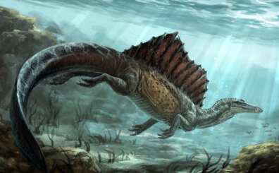 dinosaur news News - Latest dinosaur news News, Breaking dinosaur news ...