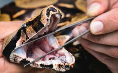 teeth News - Latest teeth News, Breaking teeth News, teeth News Headlines